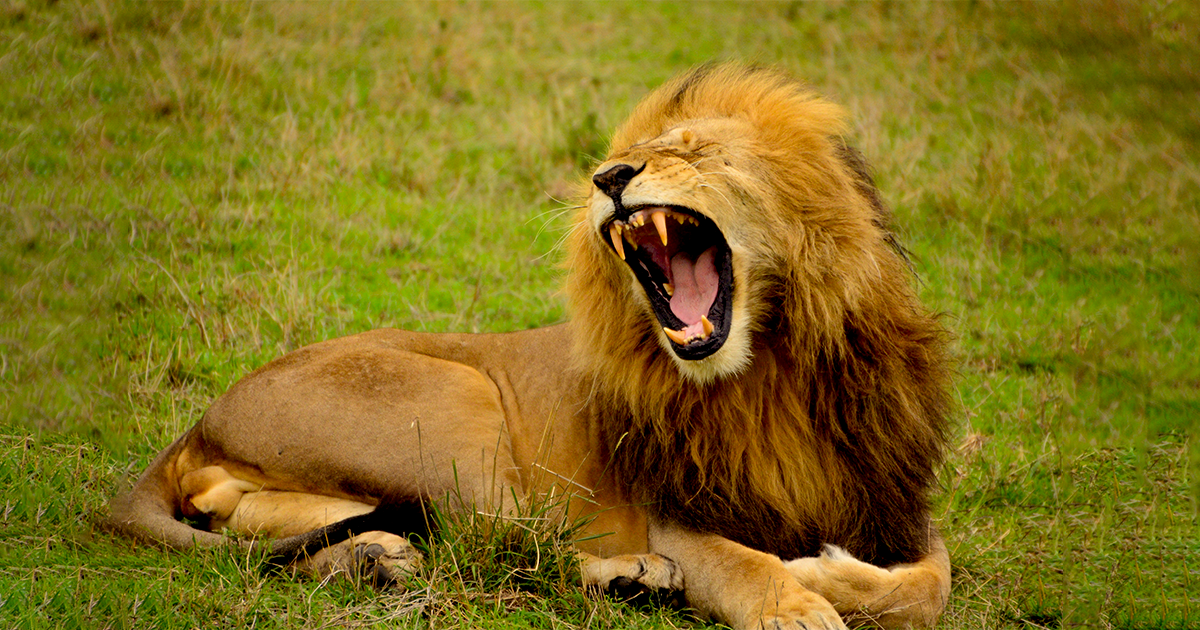 Africa’s Big Five – Safari Animals to Spot