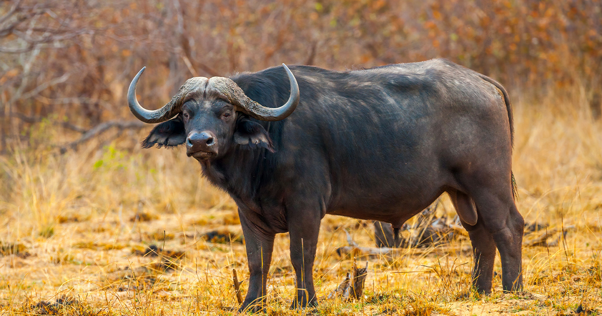 Discover Africa’s Most Iconic Wildlife – The Big Five - Kenya Tour ...