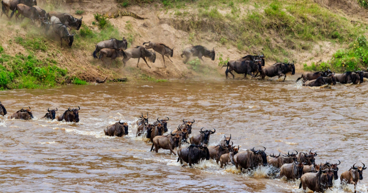 Witness Africa’s Great Migration - River Crossings